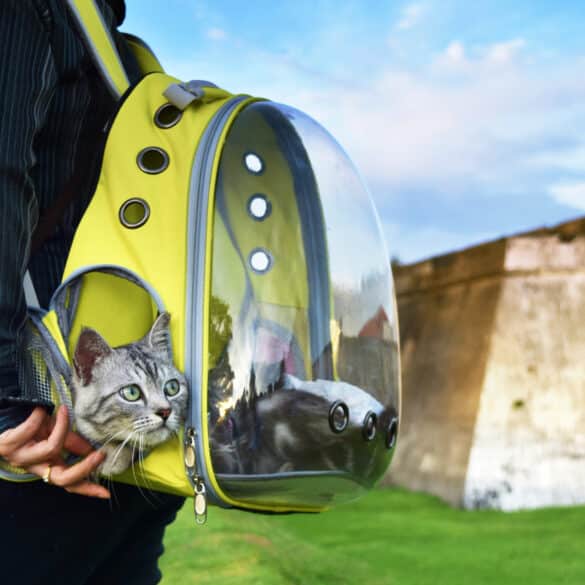 Meet Rexie The Cat: A Handicat Here To Steal Your Heart