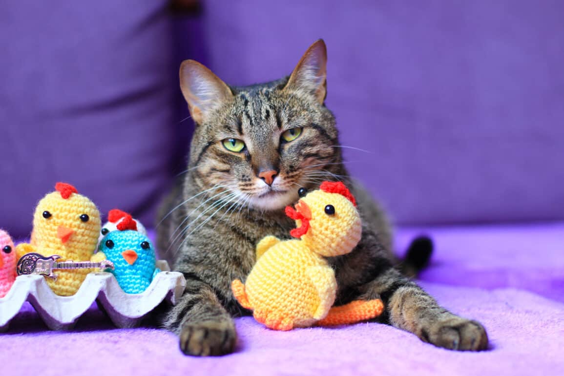 Bring Your Elderly Cat Joy With Senior Cat Toys