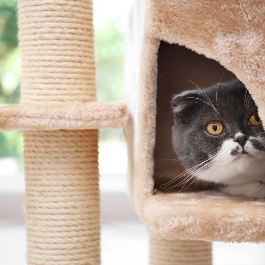 Five Incredible Things Cats Can Sense