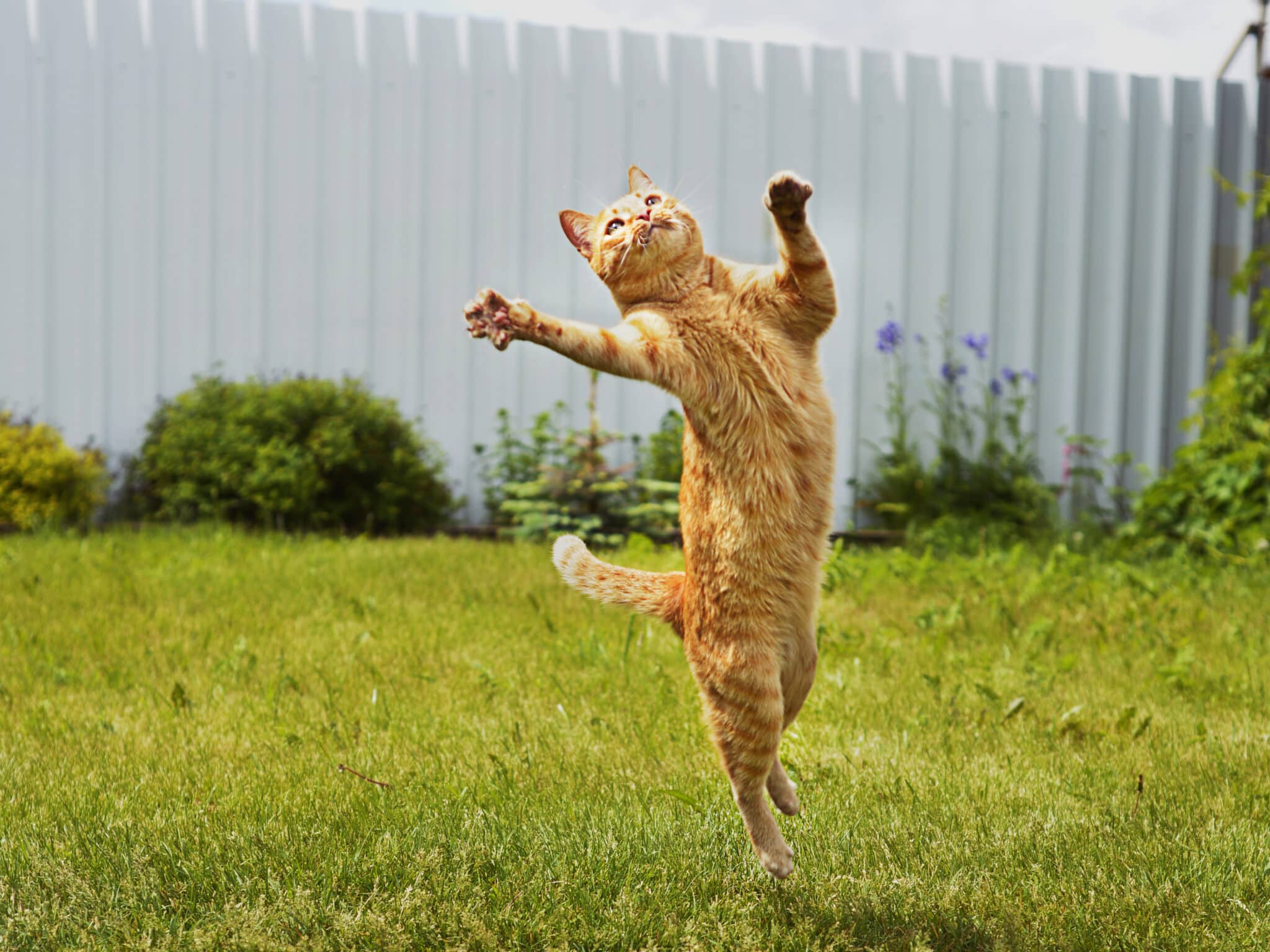 Cat Standing Up On Hind Legs