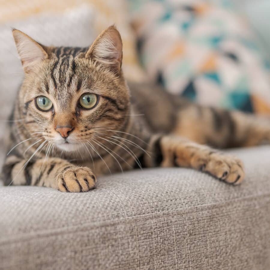 Sand Cat: Full Breed Guide | Blog - Cattitude