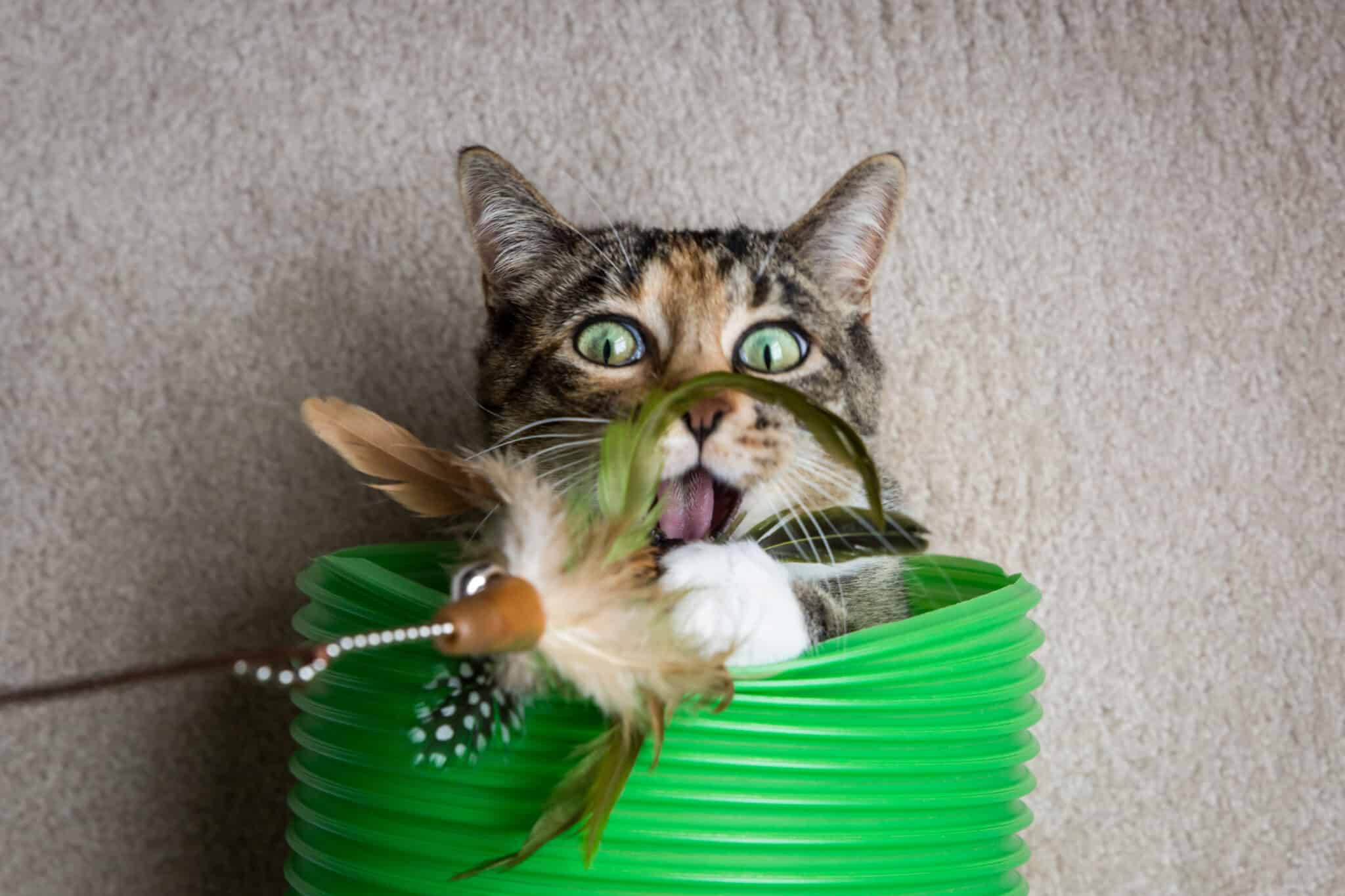 Toys for Senior Cats: 5 Age-Appropriate Options
