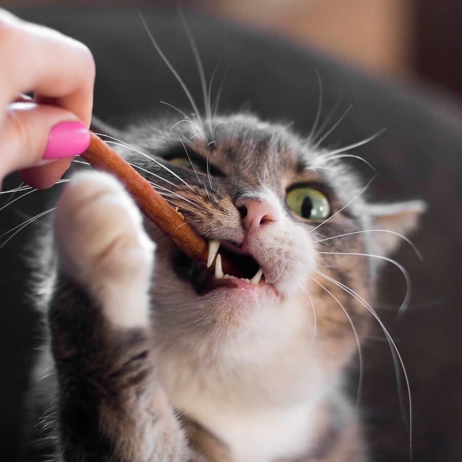 What Is Cat Acne And How To Treat It
