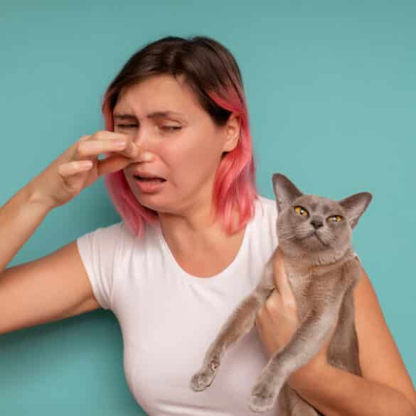 Five Potential Reasons Why Your Cat Is Moody