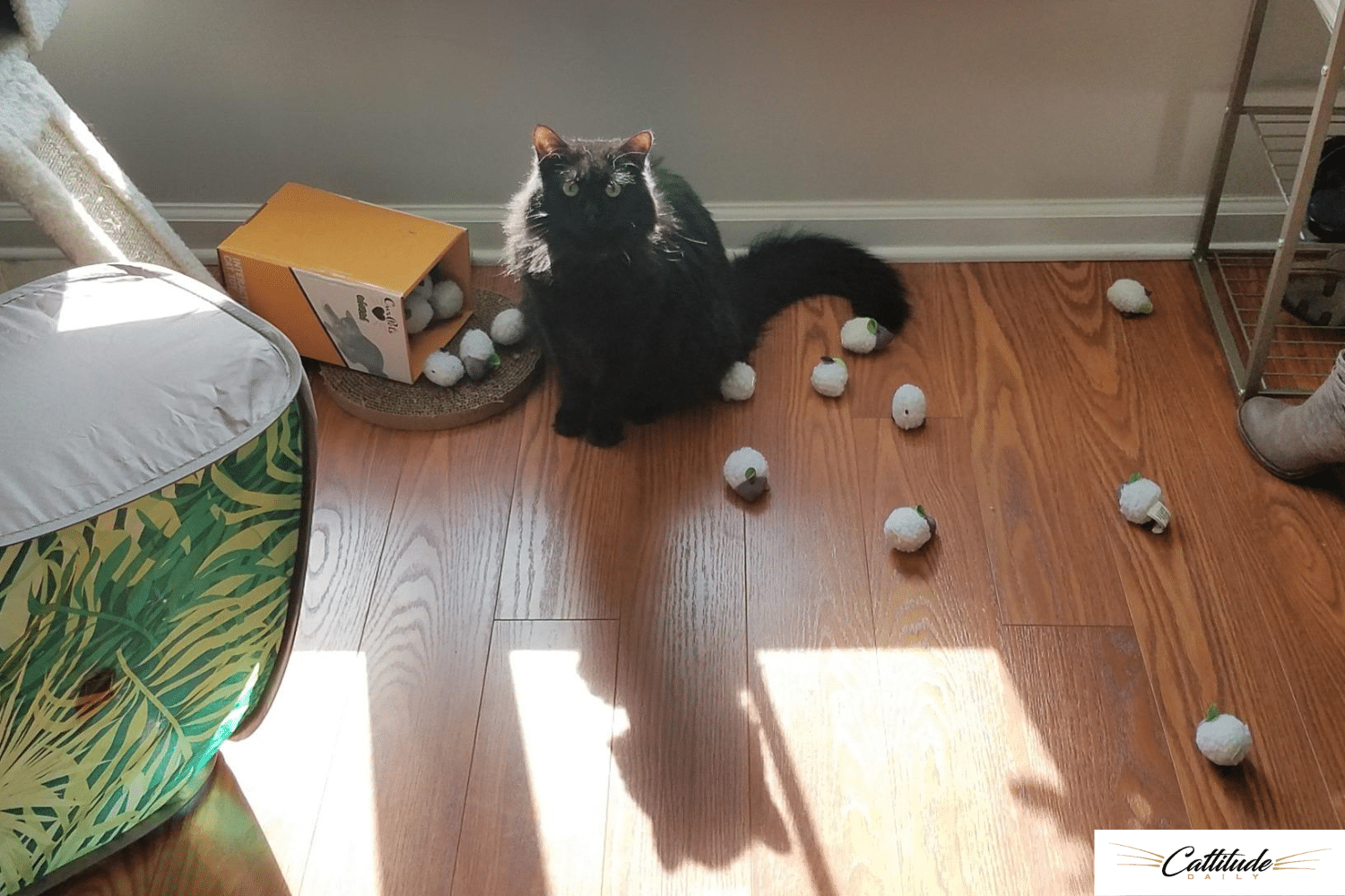 Toys for Senior Cats: 5 Age-Appropriate Options