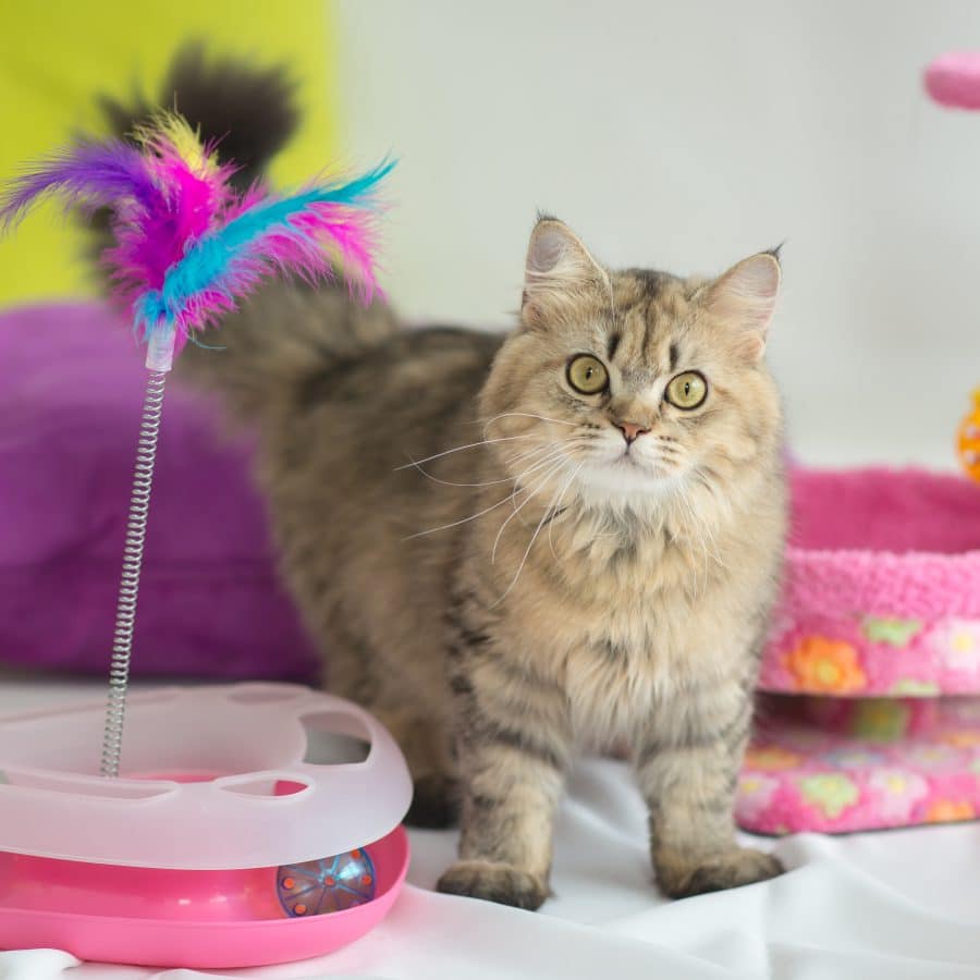 Why Are Cats Attracted To The Pspsps Sound?