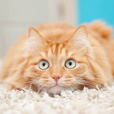 Why Do Cats Slap Each Other?