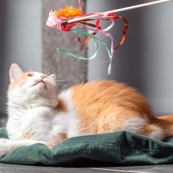 Why Do Cats Slap Each Other?