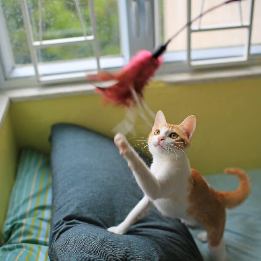 Your Cat Is Crepuscular Not Nocturnal—And Here's Why