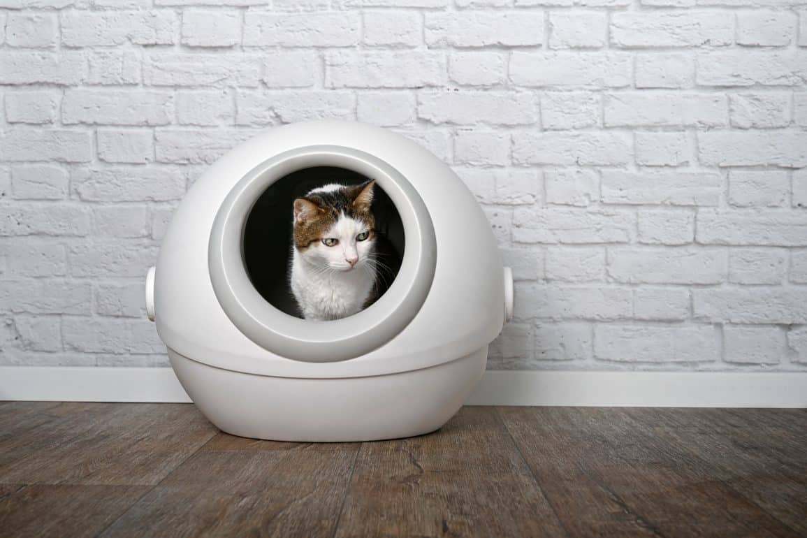 A Breakdown Of Cat Coat Patterns And Markings