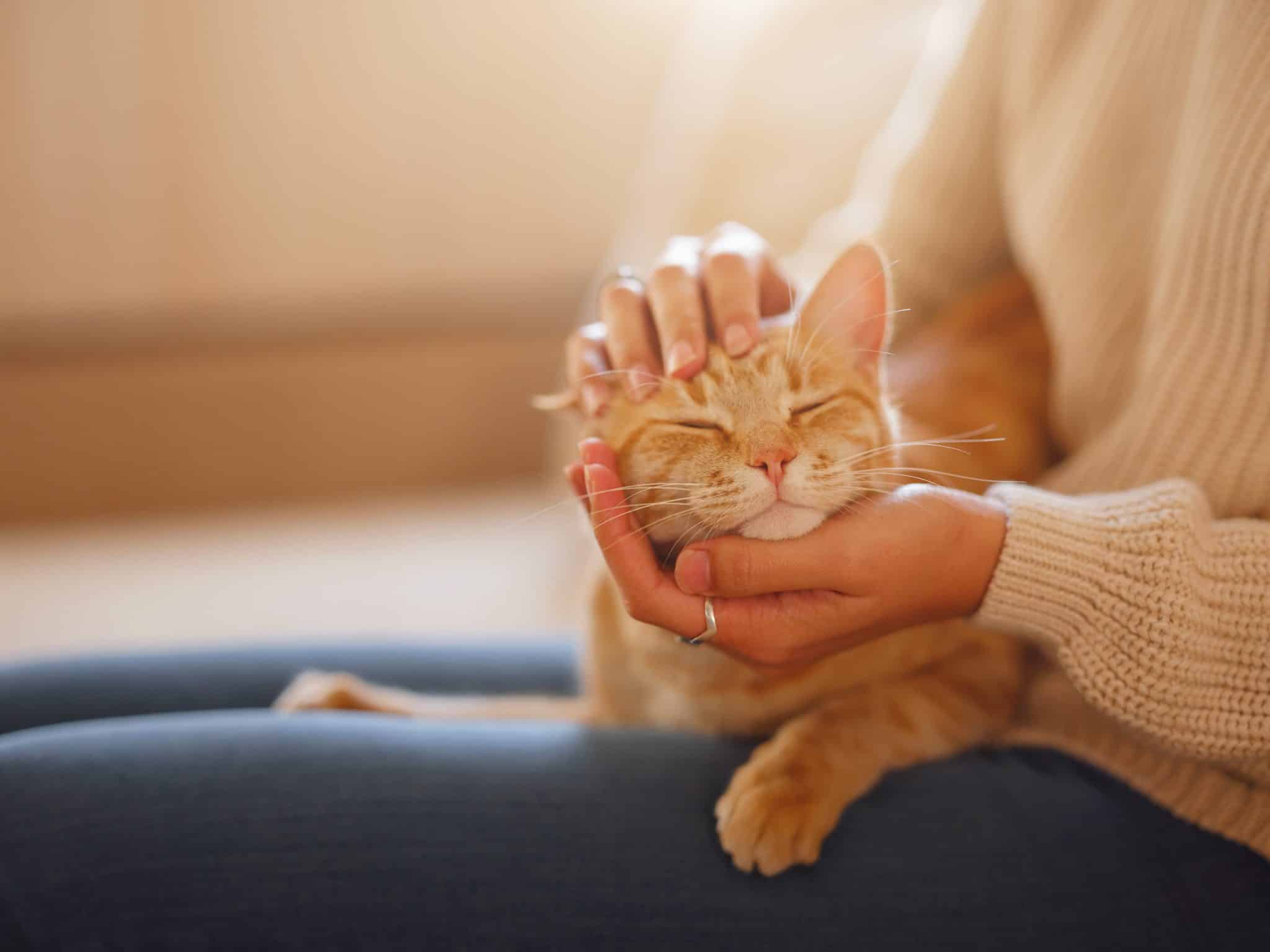 Purrsonalized Perfection: The Charm of Custom Cat Items