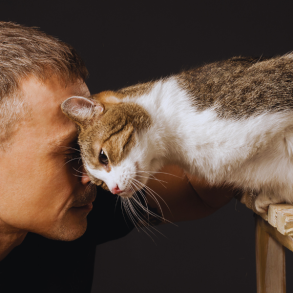 Types of Tabby Cat Patterns | Blog - Cattitude