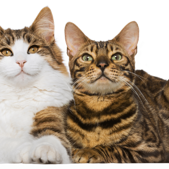 Meet Pixel & Sophie: A Goofy Pair Of Cornish Rex Kitty Cats