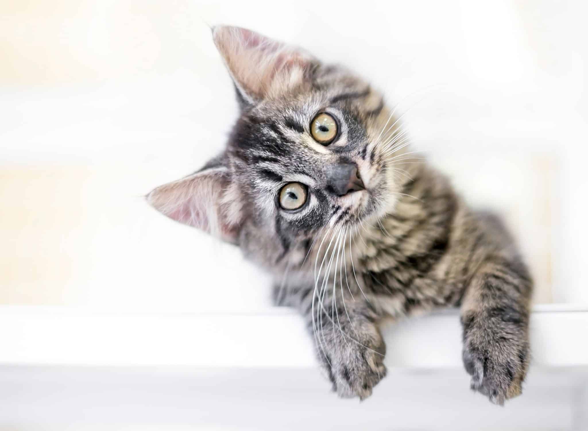 Why Do Cats Tilt Their Heads?