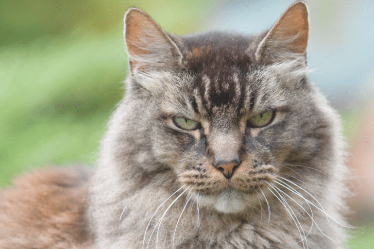 Funky Felines: Here Are the Weirdest-Looking Cat Breeds