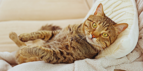 A Breakdown Of Cat Coat Patterns And Markings