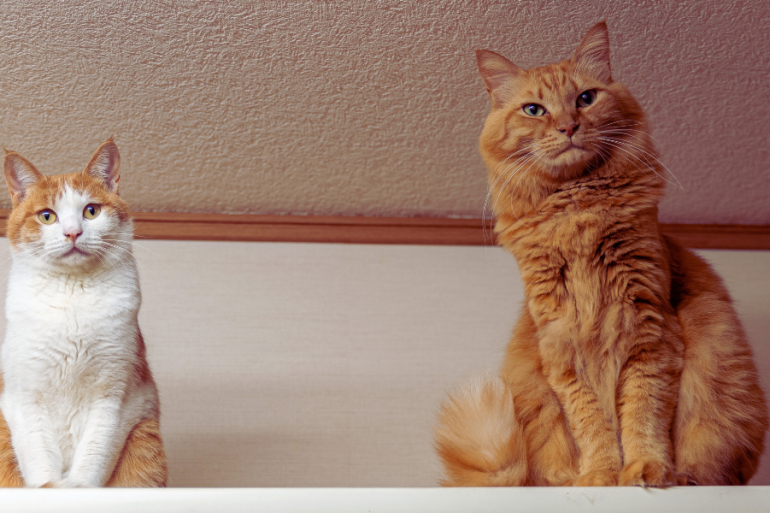 21 Cats With Totally Cool Patterns And Markings