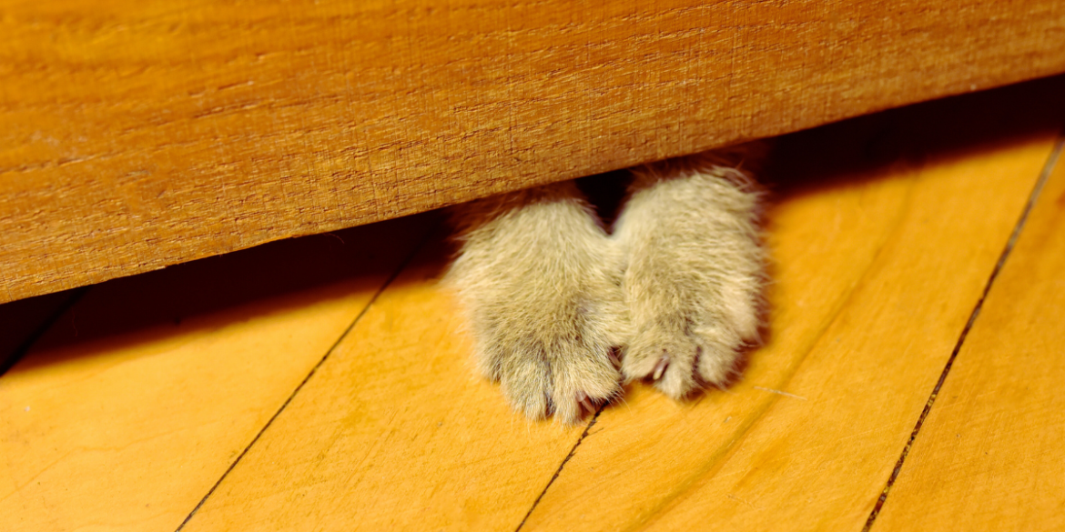 Why Do Cats Paw Under Doors?