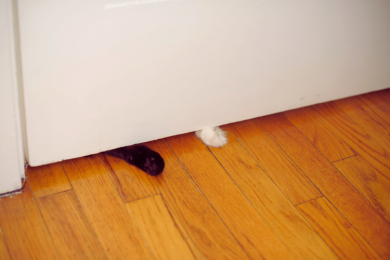 Why Do Cats Paw Under Doors?