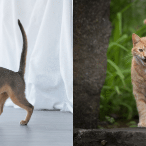 Why Are Cats Attracted To The Pspsps Sound?