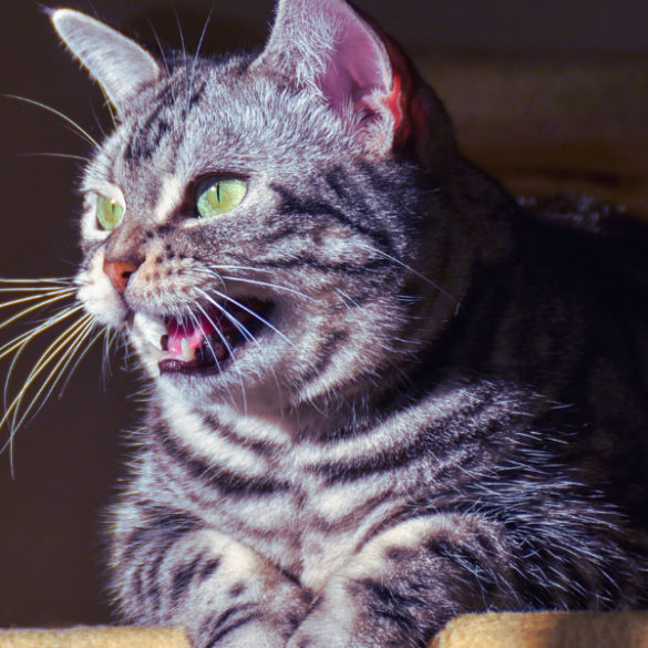 “Dangle Test” for Cat Temperament: Funny but Unreliable