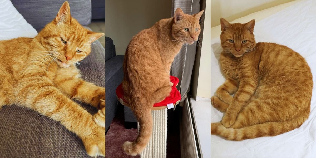 Meet Charlie the Super Senior Ginger Cat Melting Hearts Everywhere ...