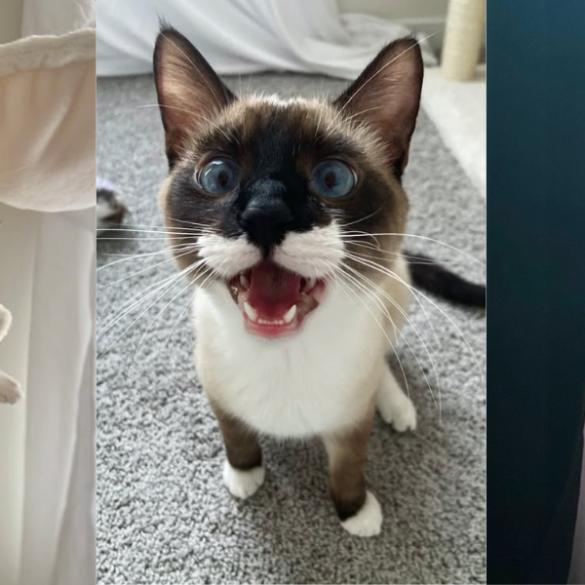 A Breakdown Of Cat Coat Patterns And Markings
