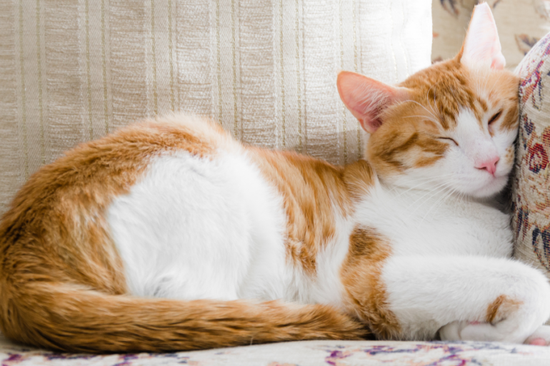 Sand Cat: Full Breed Guide | Blog - Cattitude
